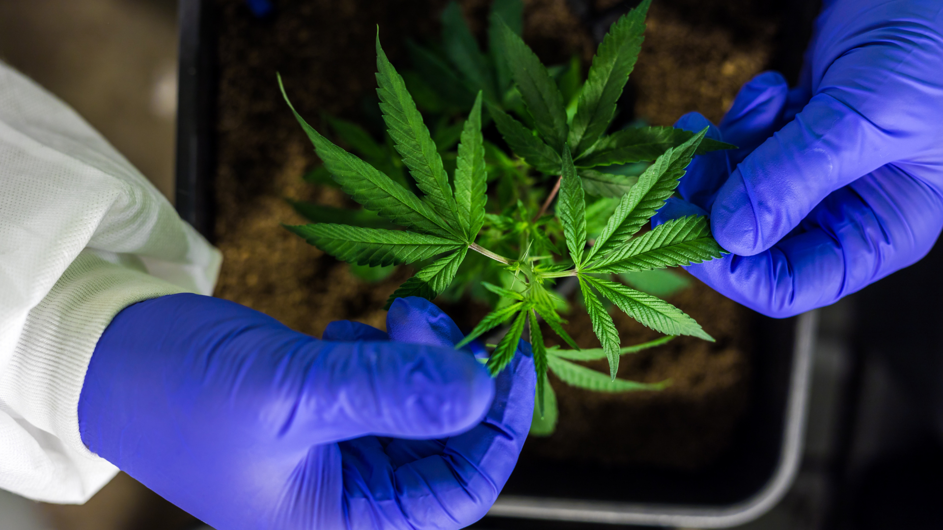 Komplexní průvodce novými produkty HHC - Kratomit.cz